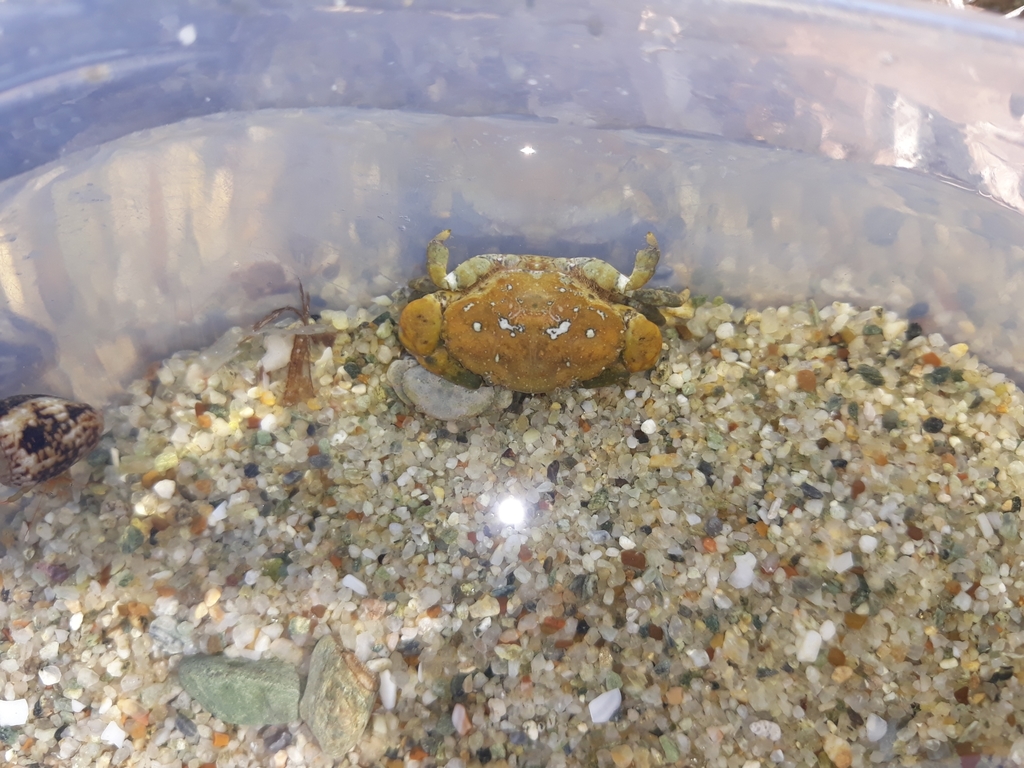 jaguar round crab from Macedonia Greece on September 16, 2021 at 04:13 ...
