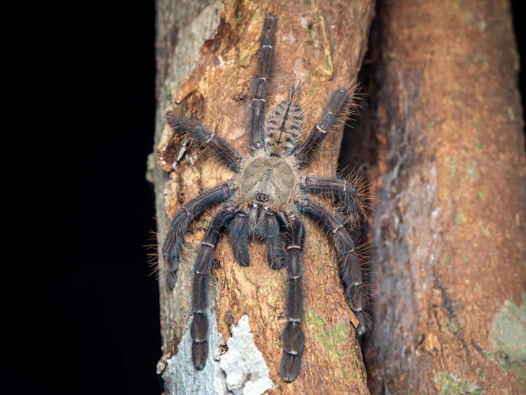Omothymus in September 2021 by Roy Kittrell · iNaturalist