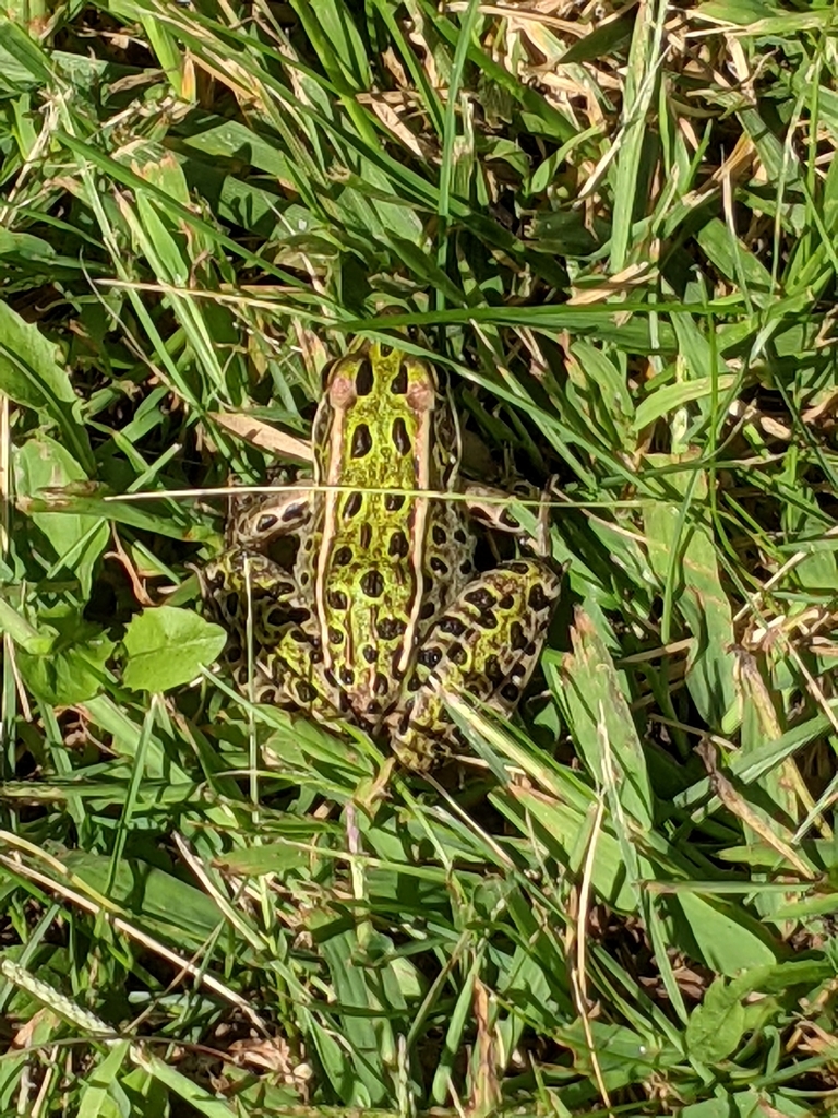 Northern Leopard Frog from Lorain County, US-OH, US on September 8 ...