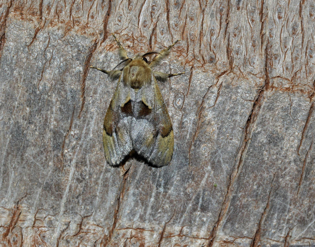 Rhypopteryx triangulifera from Hunters Rock: Hunting Farm 11km north of ...