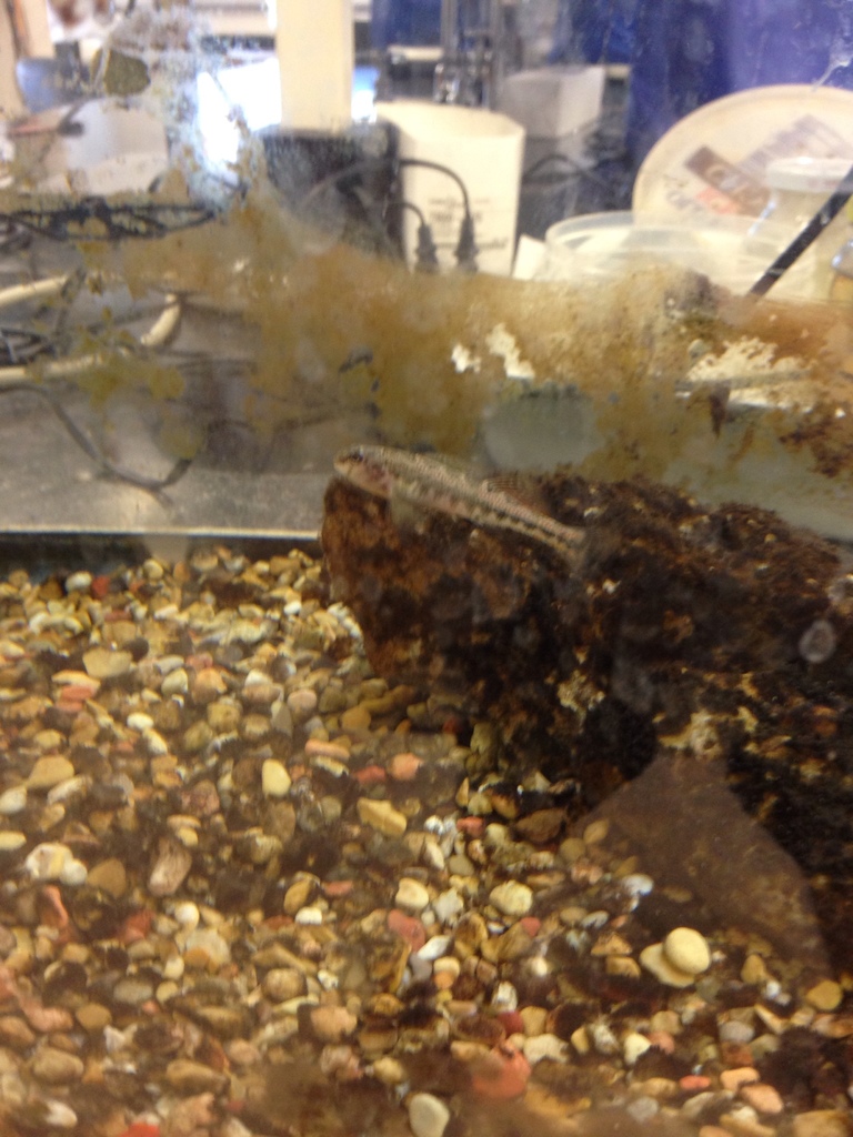 Tennessee Snubnose Darter from University of Alabama in Huntsville ...