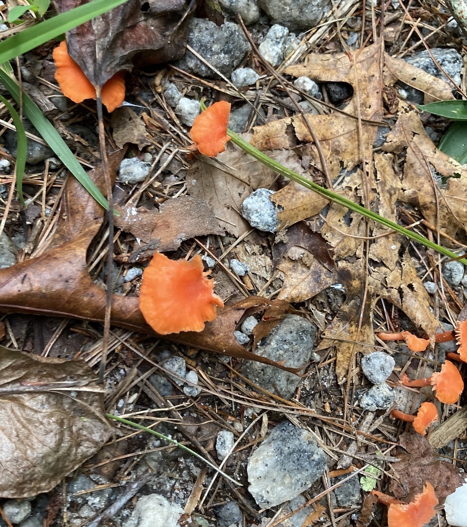 Red Chanterelle from Persimmon Ridge Rd, Cleveland, SC, US on September ...