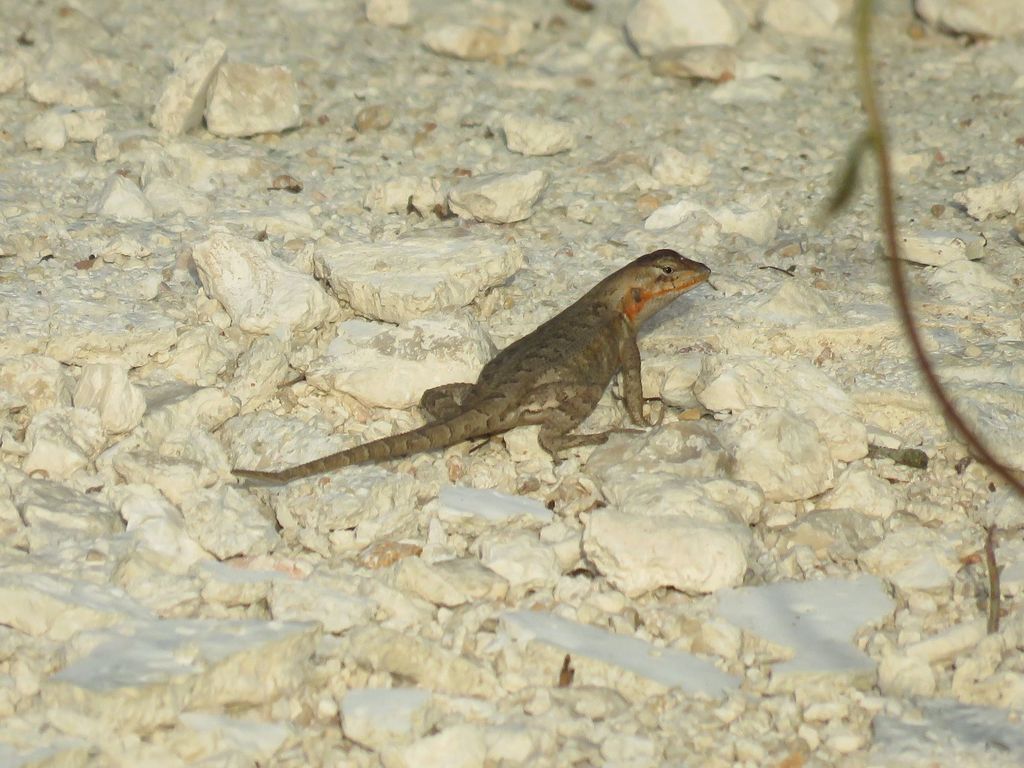 Yellow-spotted Spiny Lizard from Las Américas VI, Mérida on August 31 ...