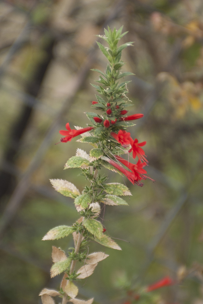 Mexican False Calico from Cuquío, Jal., México on April 19, 2018 at 12: ...