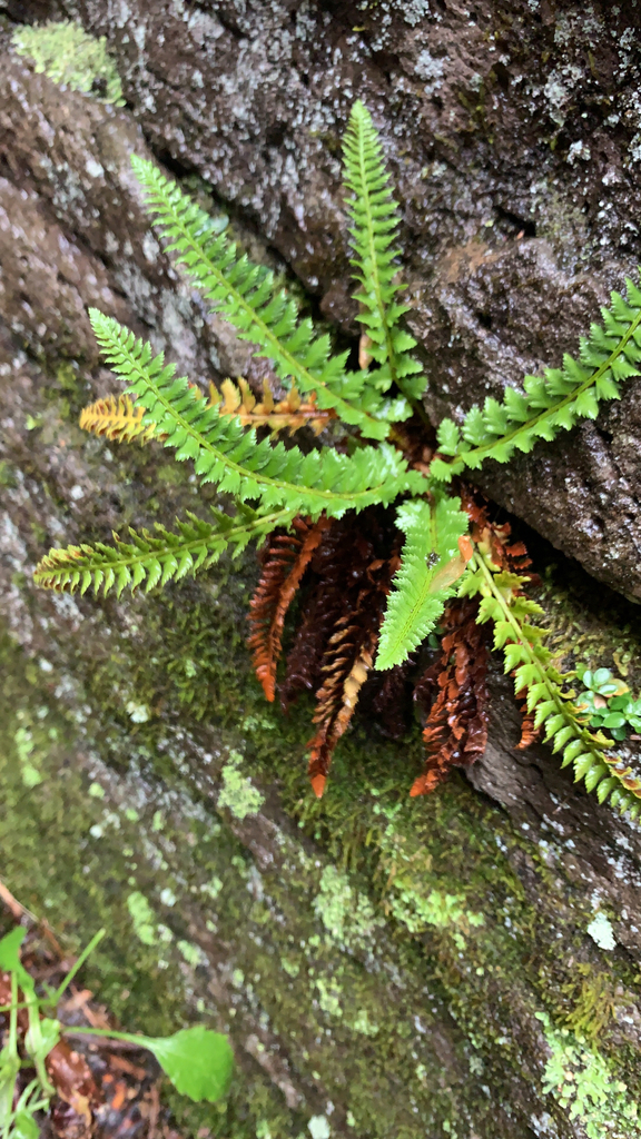 Kruckeberg's sword fern from Deschutes County, US-OR, US on September ...