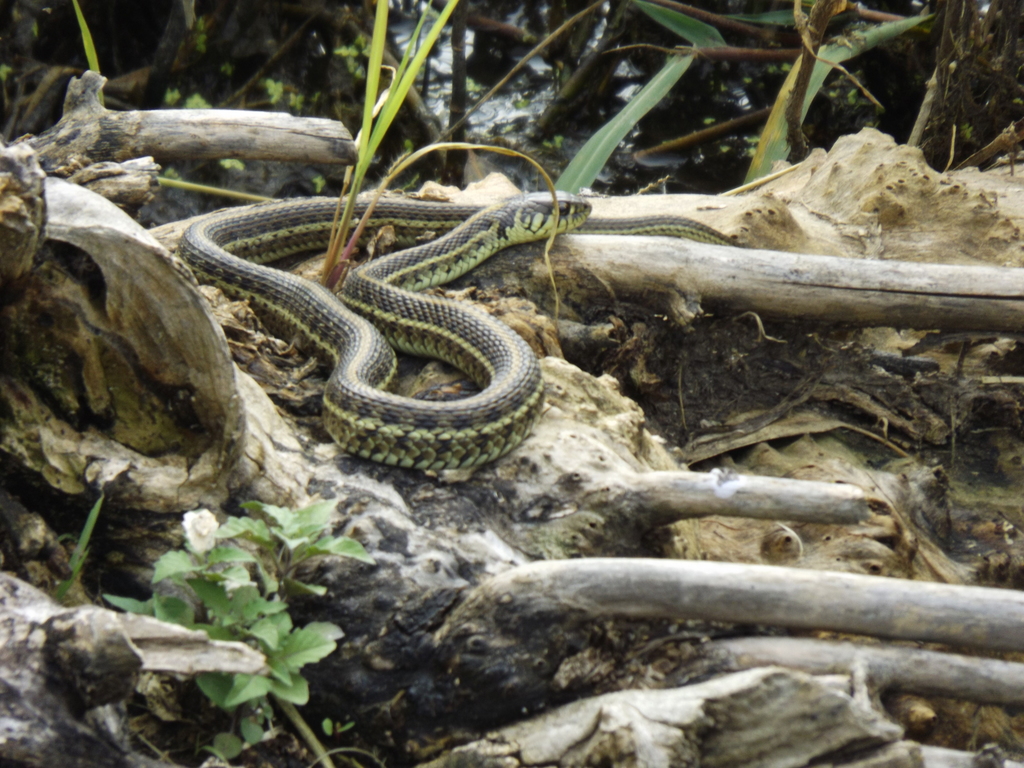 Mexican Garter Snake from Cuquío, Jal., México on April 19, 2018 at 12: ...
