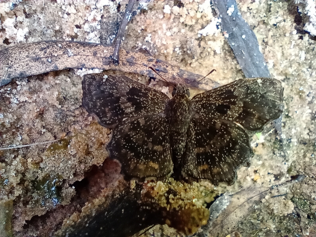 Spread-wing Skippers from Res. Florenca, Rio Claro - SP, Brasil on ...