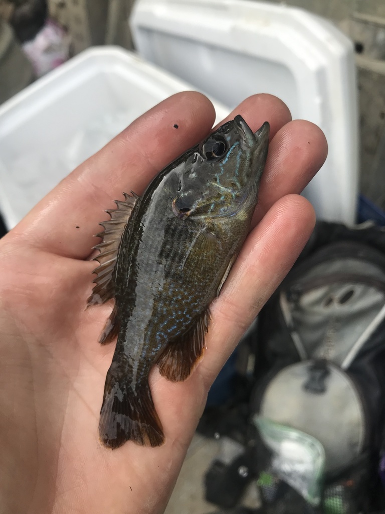 Green Sunfish from Karnak, IL, US on September 18, 2021 at 11:11 AM by ...