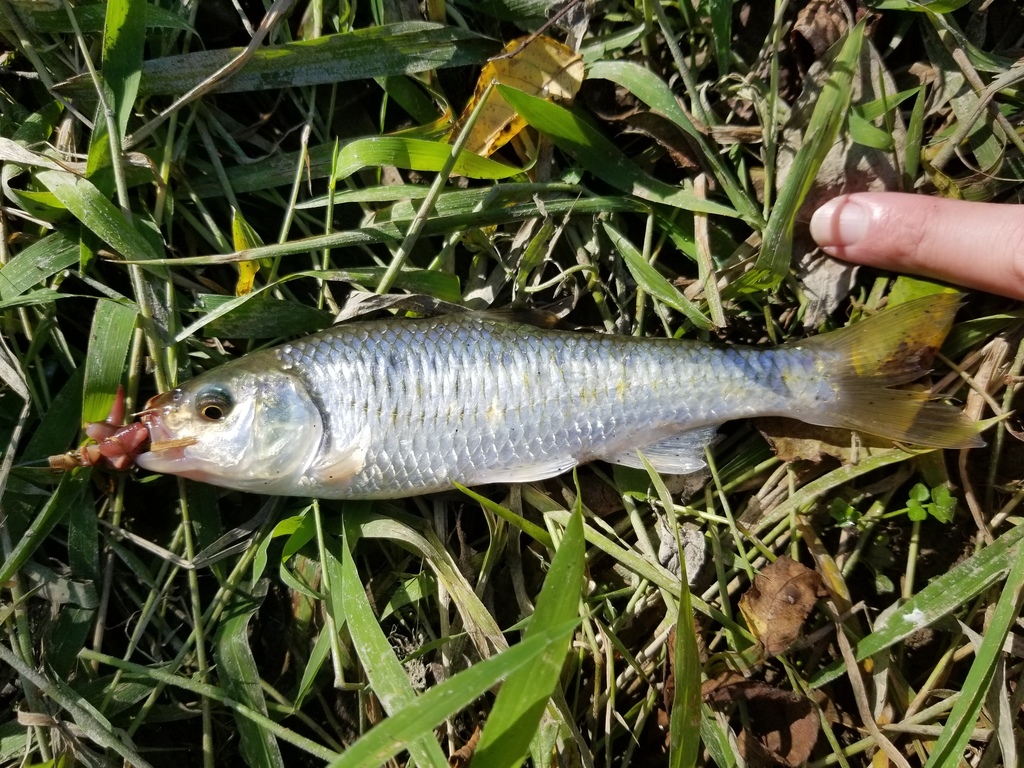 Striped Shiner from Ionia County, MI, USA on September 18, 2021 at 04: ...