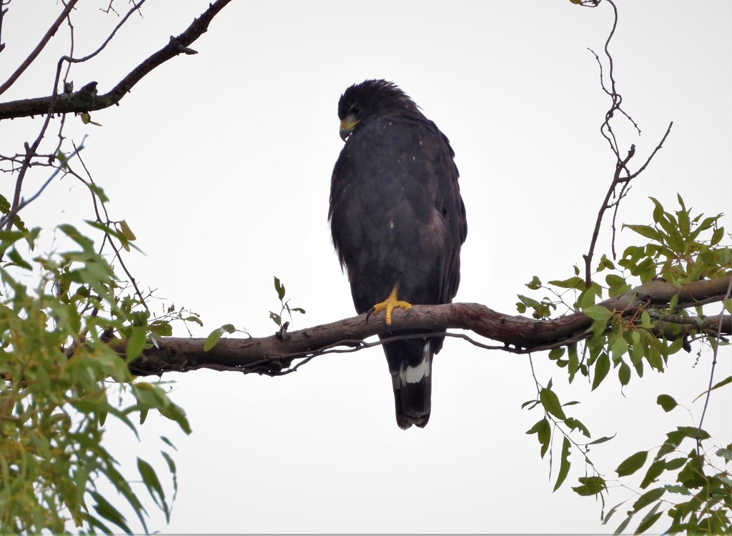 Zone-tailed Hawk from Granjas el Palote, 37130 León, Gto., México on ...