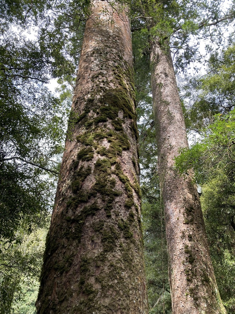 kauri from Matamata-Piako District, Waikato, New Zealand on September ...