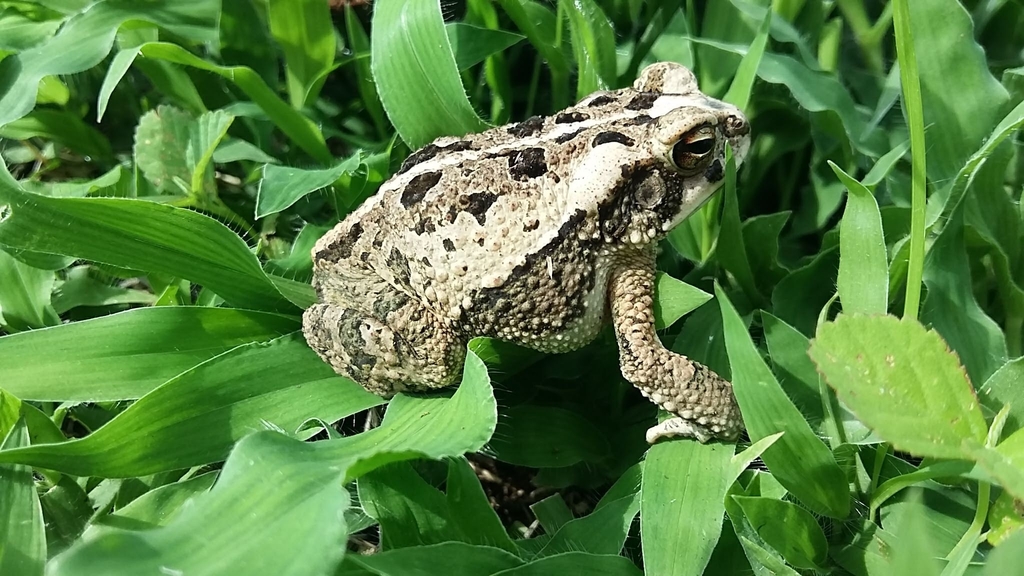 Marbled Toad from Tonaya, Jal., México on July 16, 2019 at 05:46 PM by ...