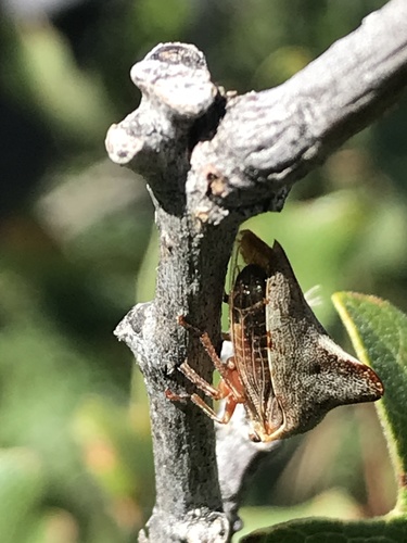 Telamona gibbera · iNaturalist