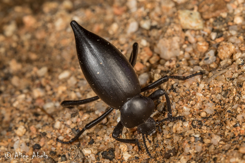 Pinacate californiano (Eleodes acuticauda)