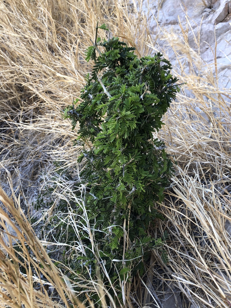 Texas lignum-vitae from Big Bend National Park, Brewster County, US-TX ...