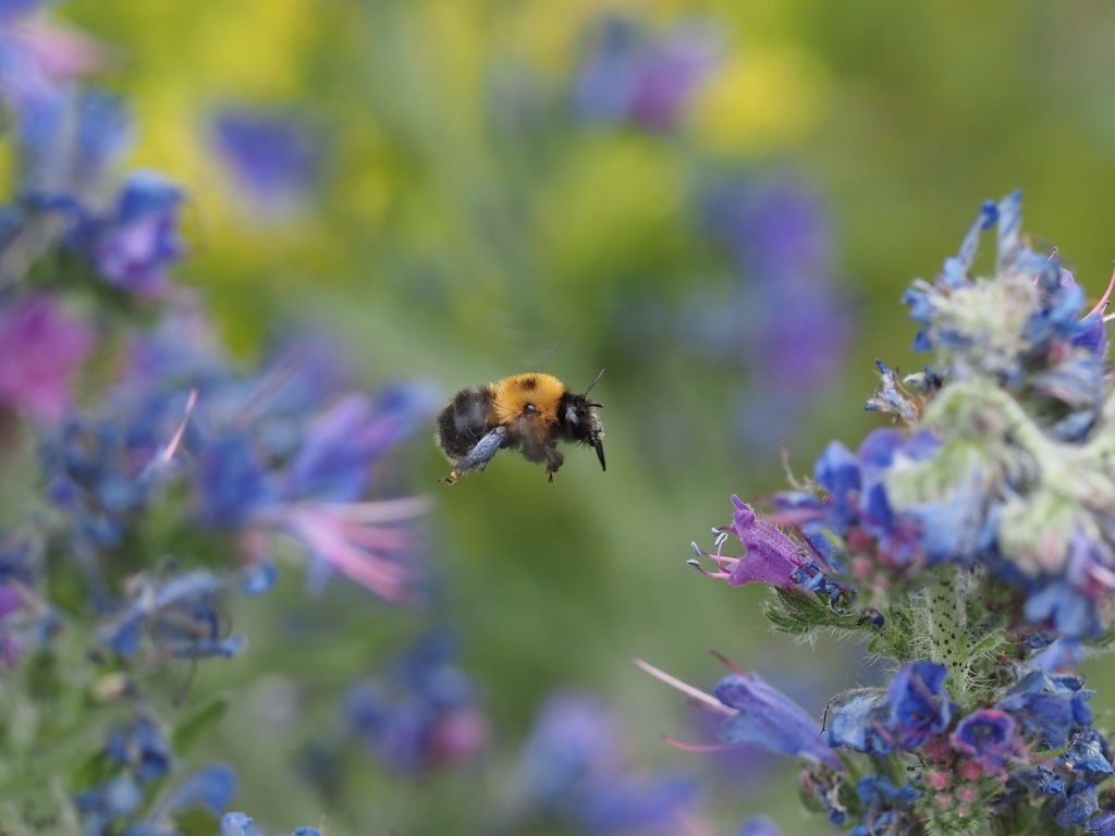 Anthophora balneorum from Kiesweg, Naters, Wallis, CH on June 03, 2021 ...