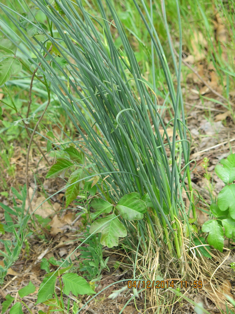 wild garlic from Elmer W. Oliver Nature Park on April 12, 2014 by ...