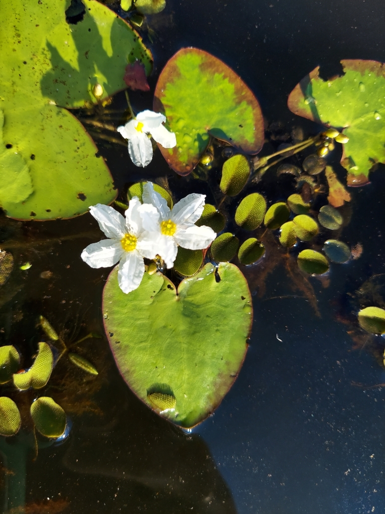 crested floating-heart from Harrison County, TX, USA on September 18 ...