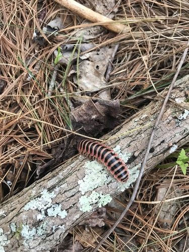 Sigmoria haerens · iNaturalist