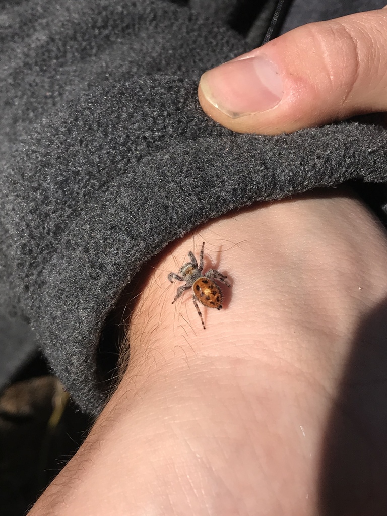 Phidippus princeps pulcherrimus from 4200–4666 Hawthorne Rd, Tibbie, AL ...