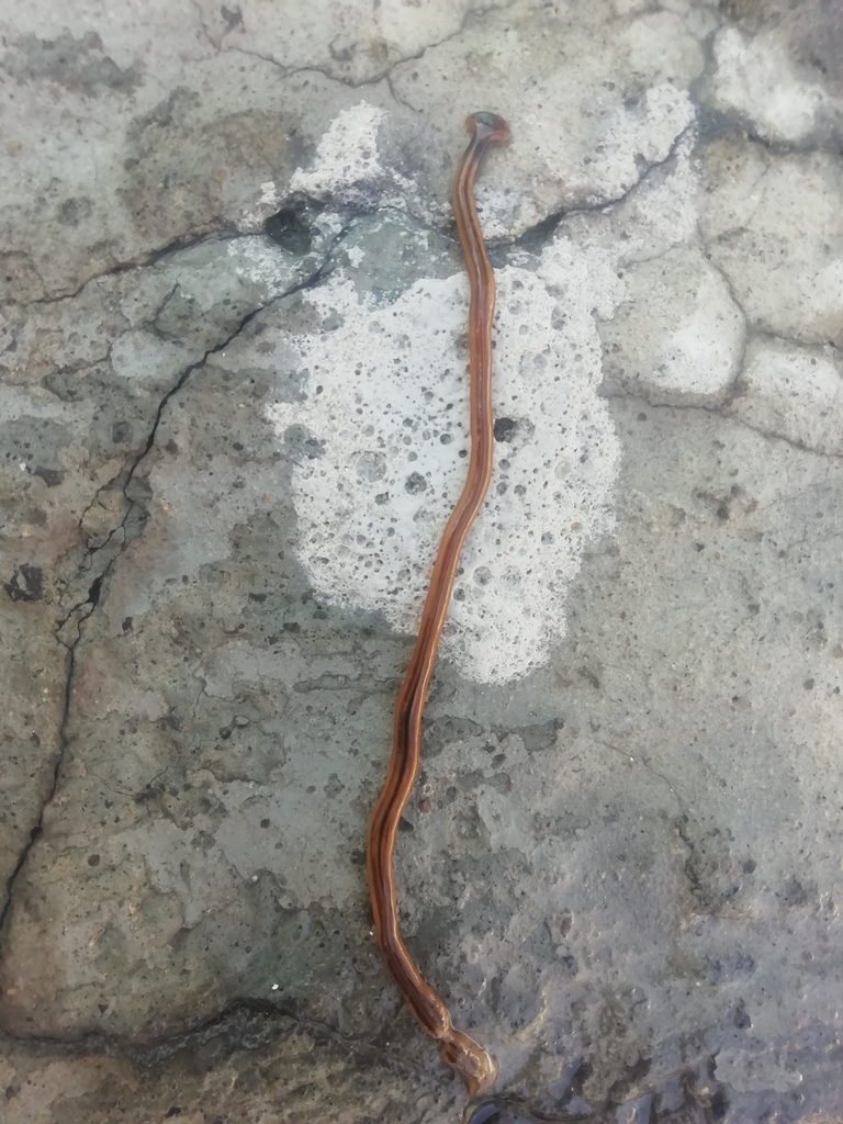 Shovel-headed Garden Worm from La Casilda, Ciudad de México, CDMX ...