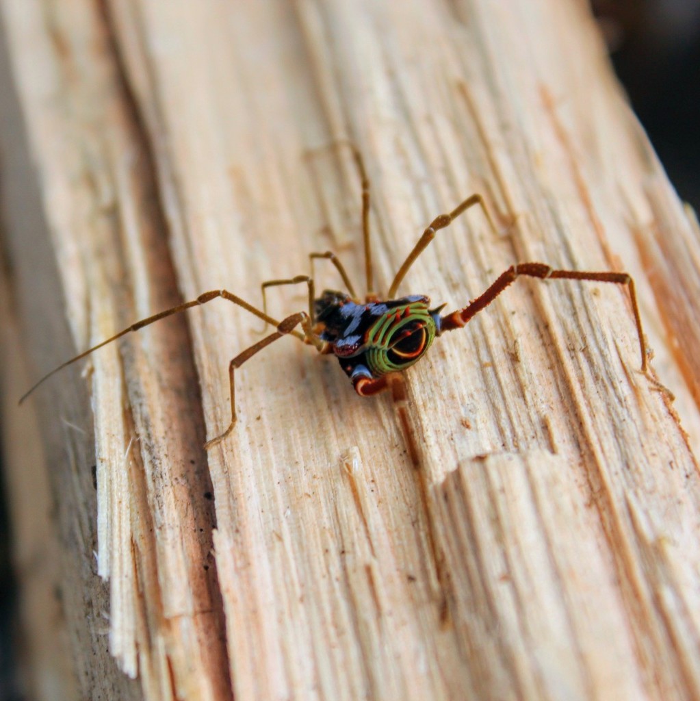 Sadocus asperatus from S-790, Toltén, IX Región, Chile on April 19 ...