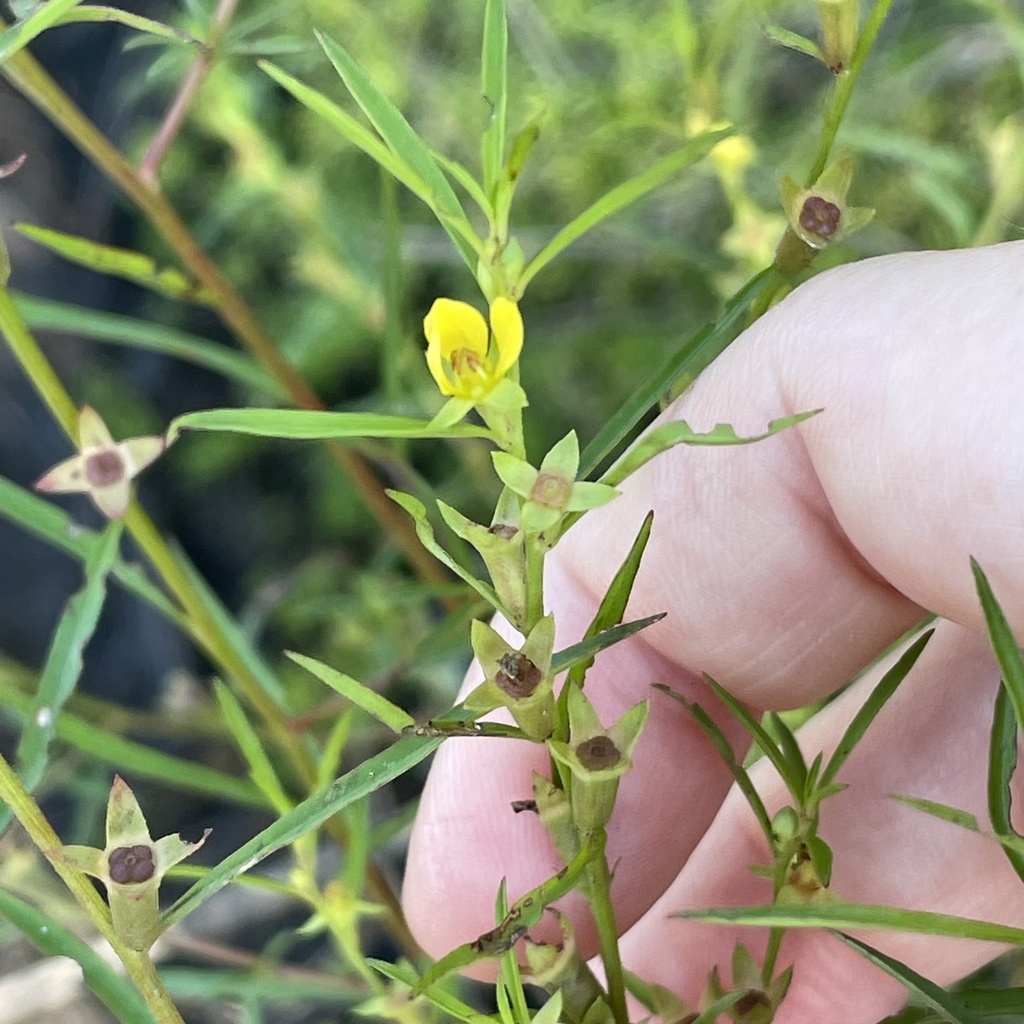 Narrowleaf Primrose-willow from Longs, Conway, SC, US on September 18 ...