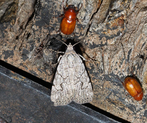 Rhypopteryx triangulifera · iNaturalist