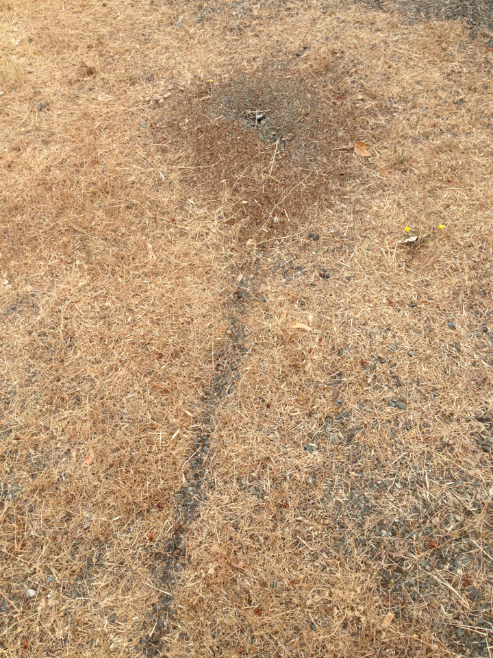 Andre's Harvester Ant from Pepperwood Ranch Rd, Santa Rosa, California ...