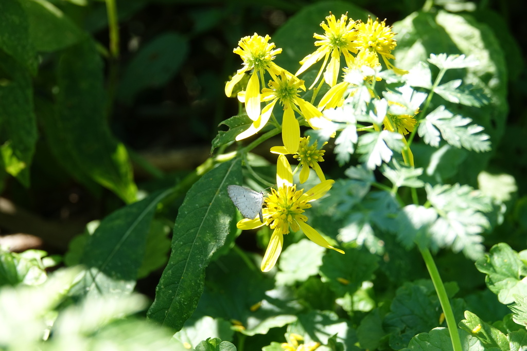 Summer Azure from 8701 Lakeshore Blvd, Cleveland, OH 44108, USA on ...