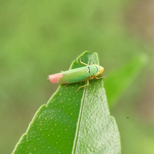 Crossogonalia hectica · iNaturalist