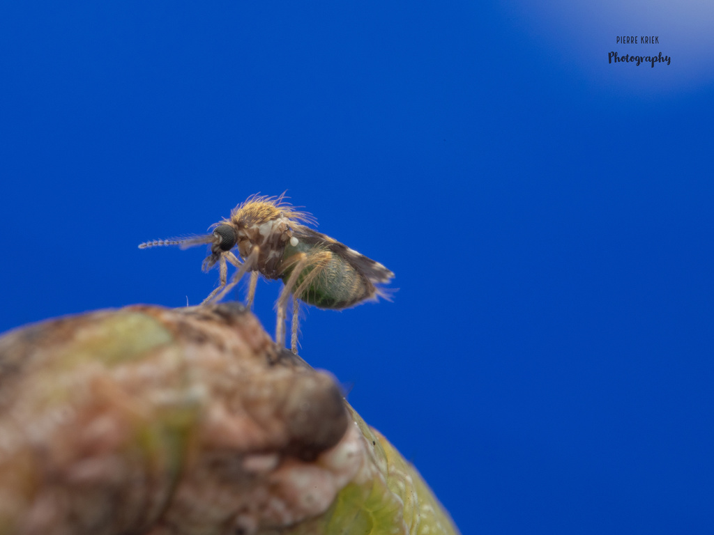 Biting Midges from Central de Abastos, Mexico City, CDMX, MX on ...