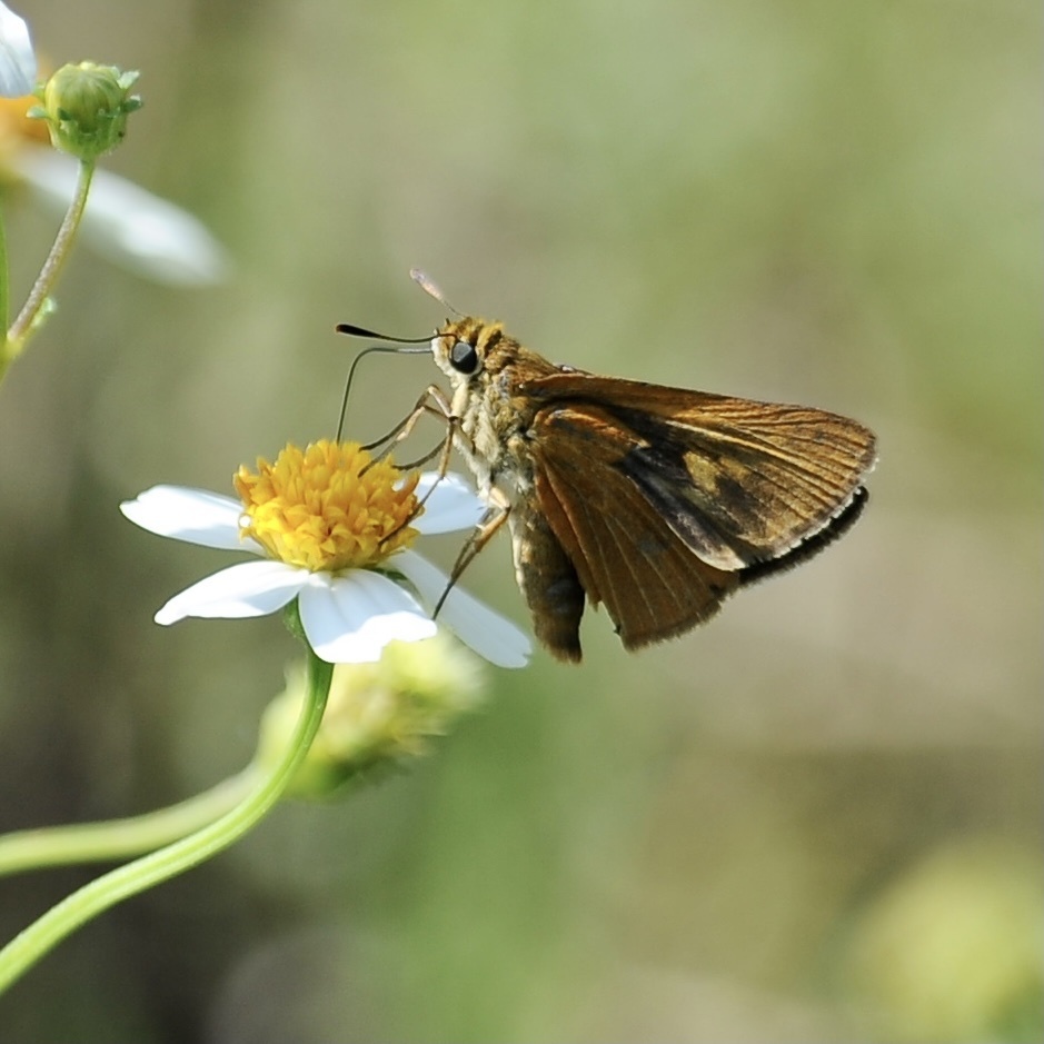 Palmetto Skipper from Big Cypress National Preserve, Ochopee, FL, US on ...