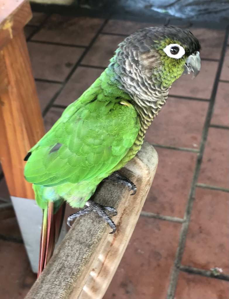 Green-cheeked Parakeet from Long Binh, Ho Chi Minh City, Ho Chi Minh ...