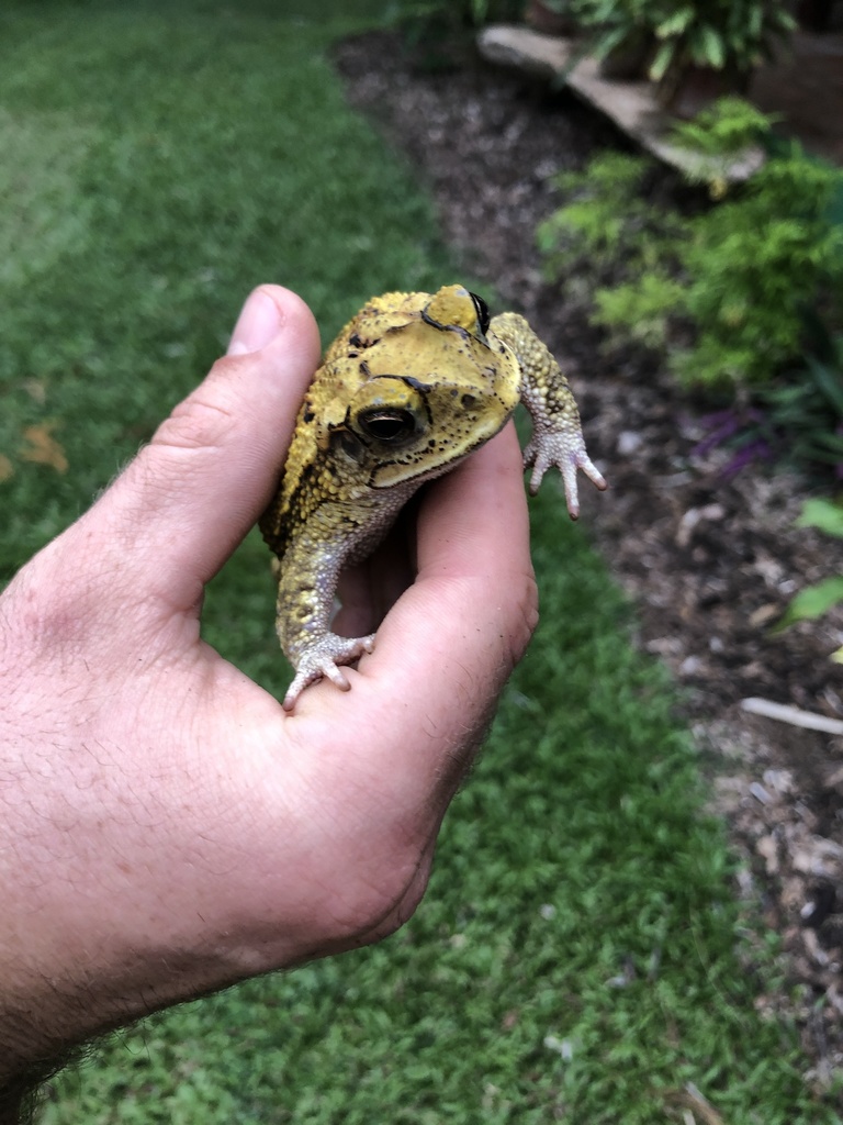 Yellow Toad from El Viejo, Chinandega, NI on June 15, 2021 at 05:41 PM ...