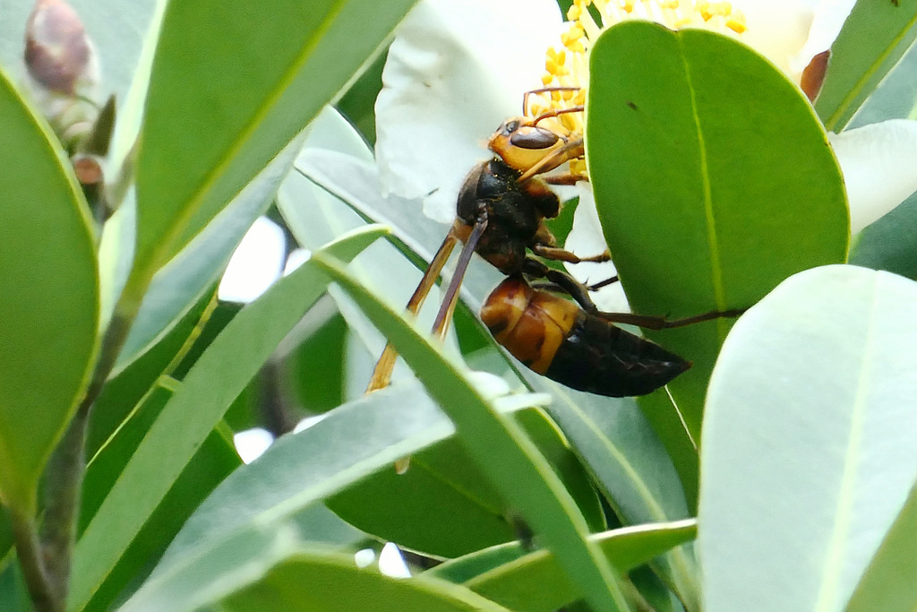 Southern Giant Hornet from 香港青衣 on September 19, 2021 at 10:59 AM by K ...