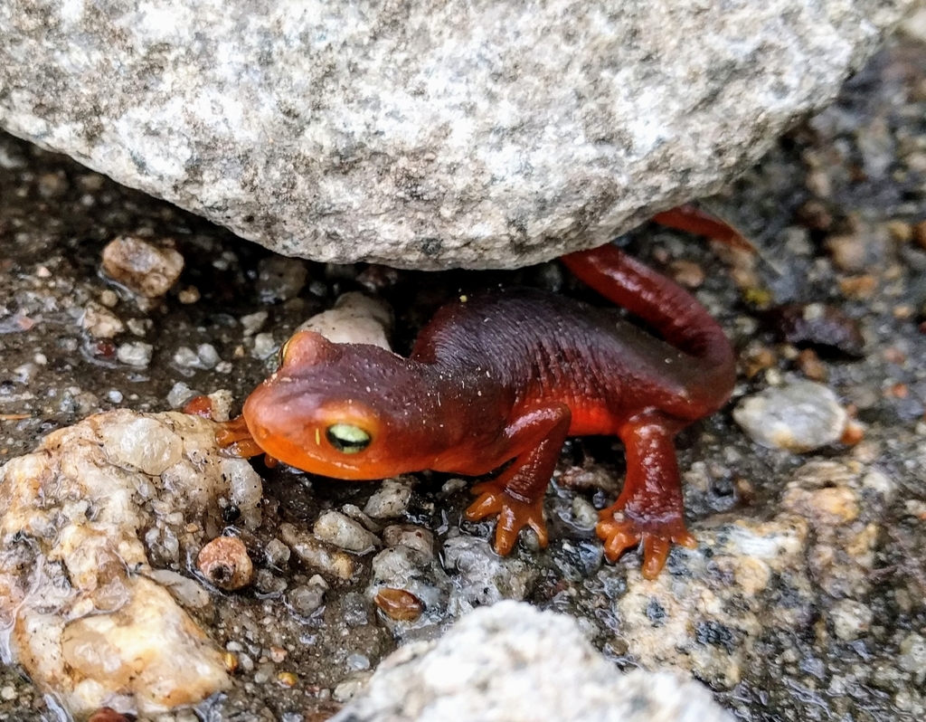 Sierra Newt from Unnamed Road, Groveland, CA 95321, USA on April 18 ...