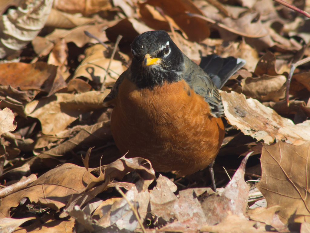 American Robin from Howard, Maryland, United States on February 28 ...