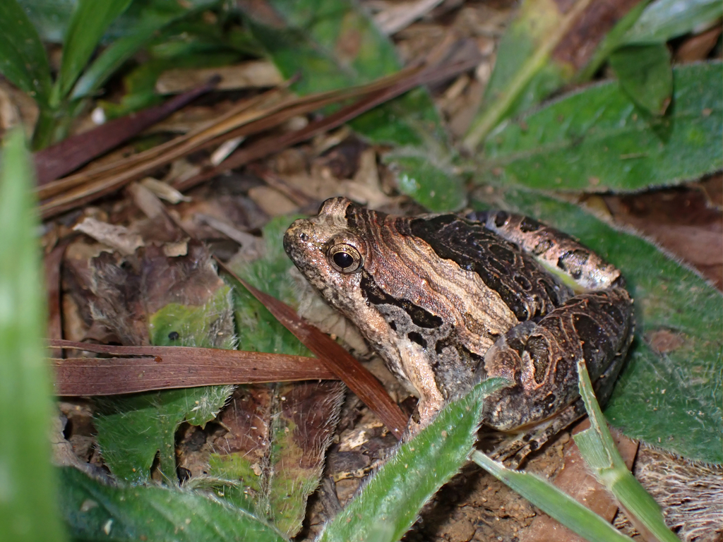 Beautiful Pygmy Frog from Lantau Island, Hong Kong on September 19 ...