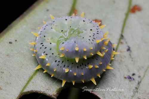 Siobla ferox · iNaturalist