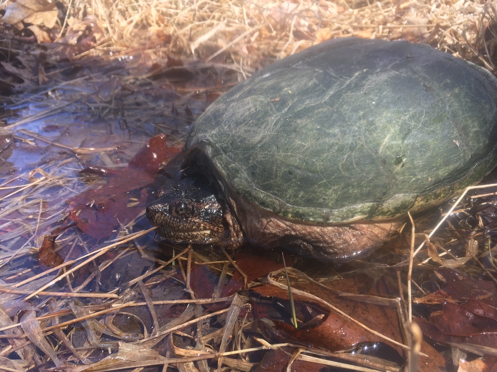 Common Snapping Turtle from Yankee Springs Recreation Area, Middleville ...
