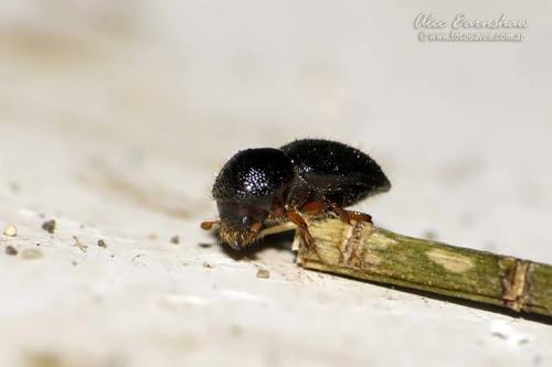Euwallacea interjectus · iNaturalist