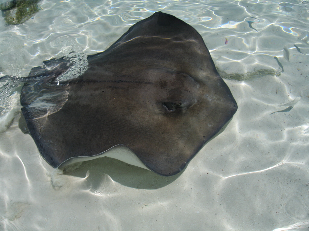 Southern Stingray from Berry Islands, BS on September 06, 2006 at 11:54 ...