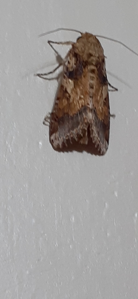 Fall Armyworm Moth from 9P9W+53M, Caluma, Ecuador on September 20, 2021 ...