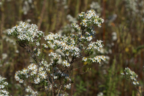 White Heath Aster (Variety Symphyotrichum ericoides ericoides ...