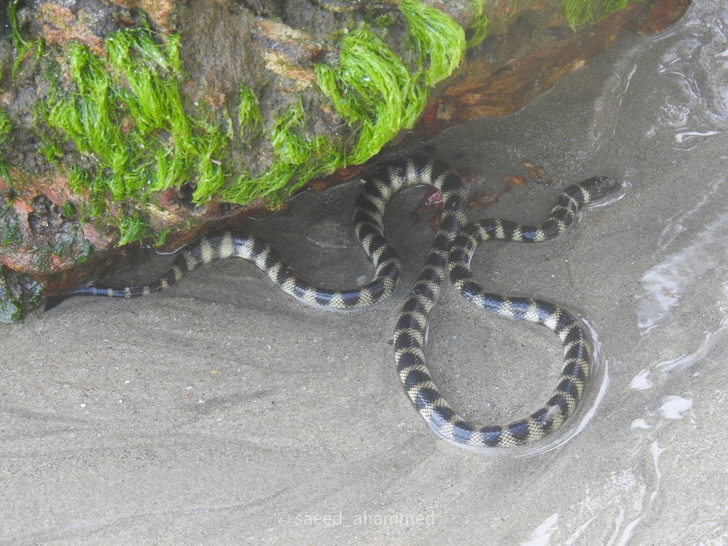 Annulated Sea Snake from Kerala 670663, India on September 20, 2021 at ...