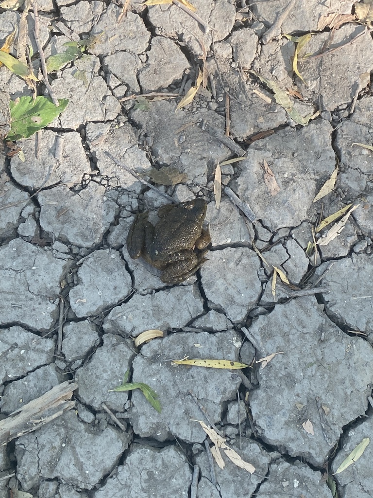 American Bullfrog from K. N. Clapp Park, Lubbock, TX, US on September ...