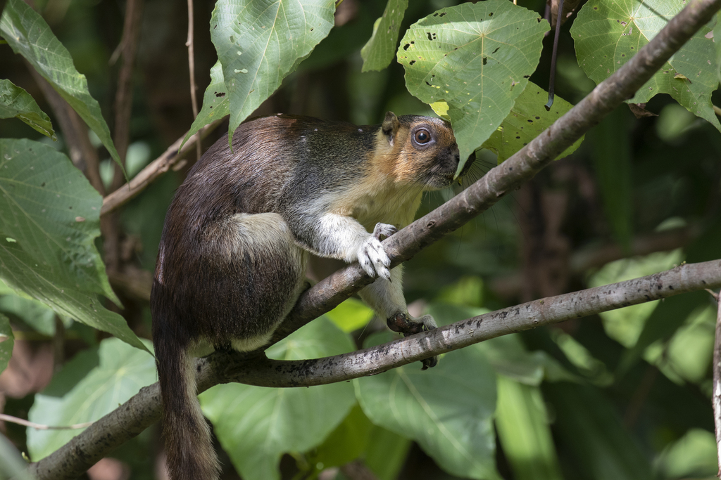 Pale Giant Squirrel in August 2018 by Chris Burney · iNaturalist