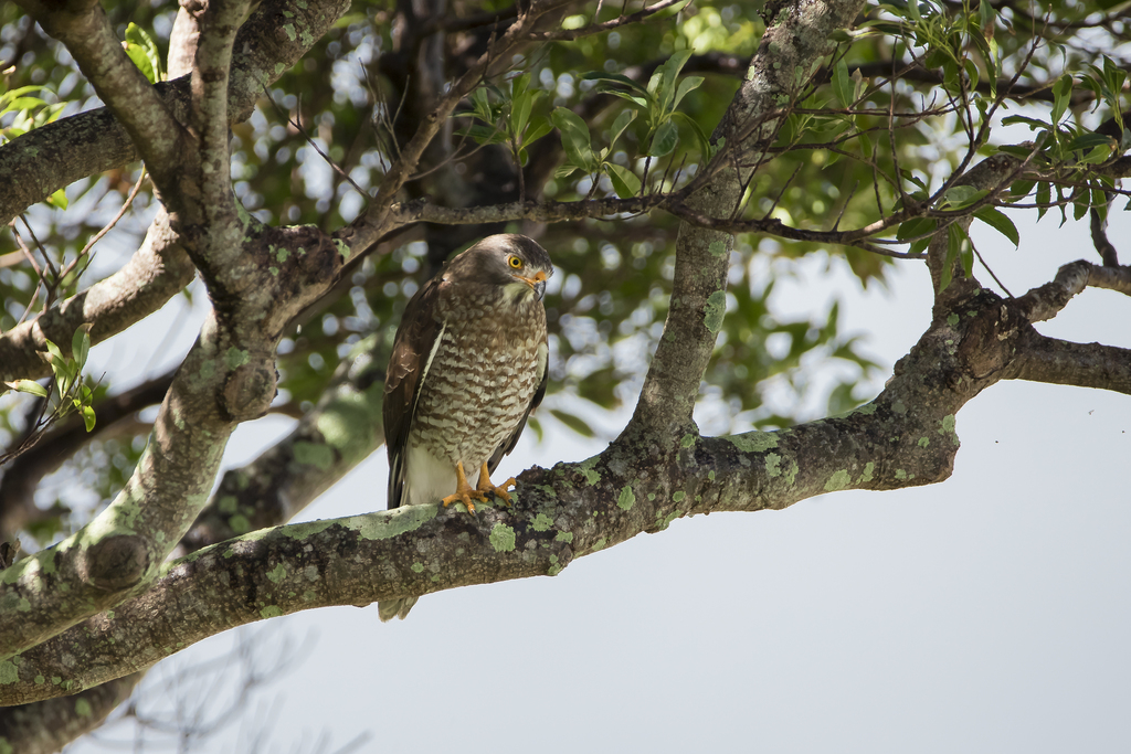 Gray-faced Buzzard from Karakawa, Okinawa, 904-0000, Japan on February ...