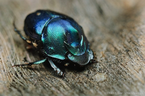 Proagoderus schwaneri · iNaturalist